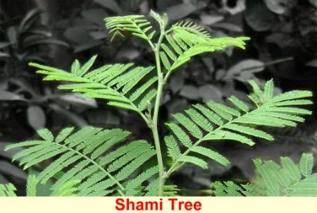 SHOP 360 GARDEN SHAMI TREE/BANNI TREE/VANNI MARAM/PROSOPIS CINERARIA ...