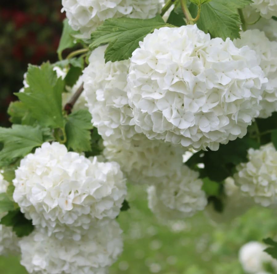 Amazon.com : Old Fashion Snowball Viburnum Plant White Viburnum Shrub ...