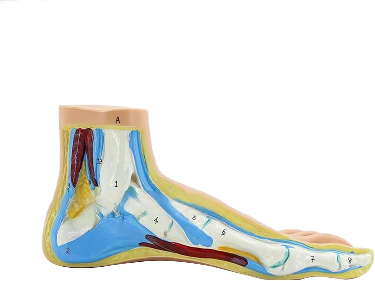 Amazon.com: Normal Foot Anatomy Model Flat Foot Anatomy Model High ...