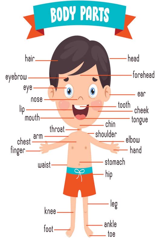 Buy Parts of Body Names Poster|Educational Poster for Preschool Kids ...