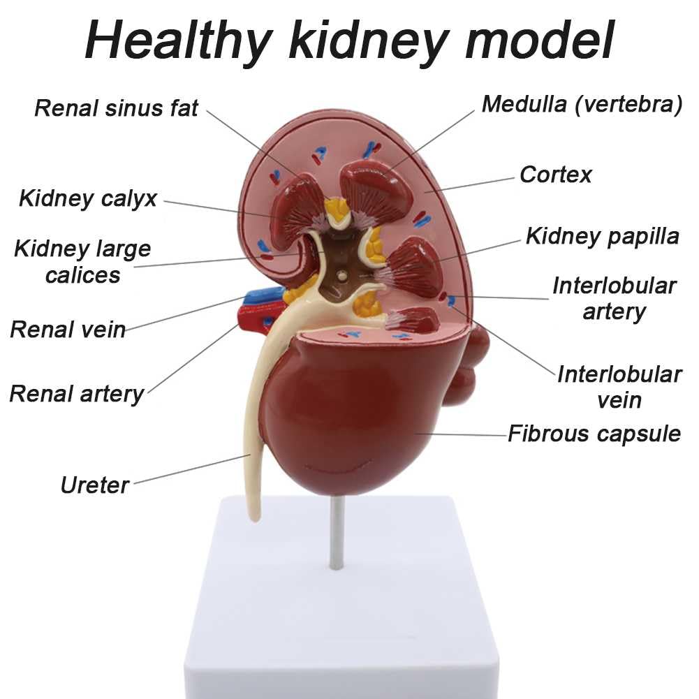Renal Capsule Model Kidney Model, 24 Markers Clear Zoning Premium