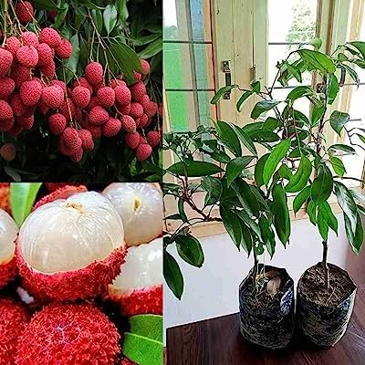MRC Hybrid China lichu Plant Big size Sweet lichi Pack of 1 : Amazon.in ...