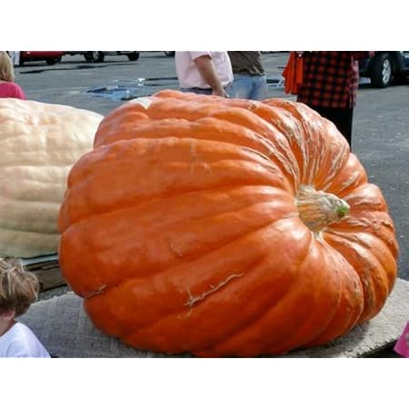 Amazon.com : 20 Big Max Pumpkin Seeds for Planting - Heirloom Non-GMO ...