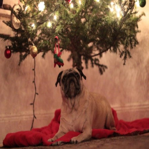 Amazon.com: A Homemade Christmas : Joy Garland: Digital Music