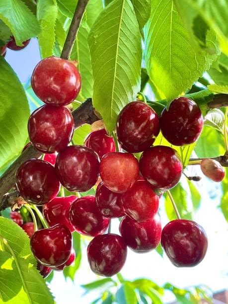 Natural F1 Sweet Cherry Fruit Live Plant Grafted | Red Barbados Cherry ...