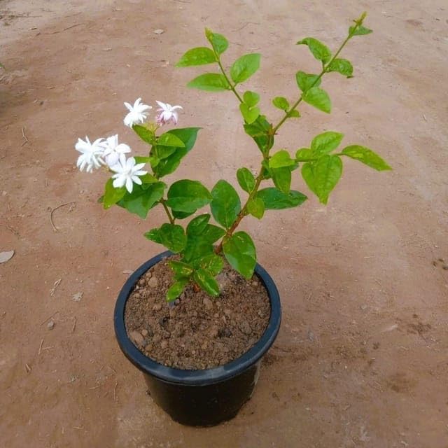 Mphmi Live Plants Mogra/Motia Jasmine all season pune variety in 6 Inch ...