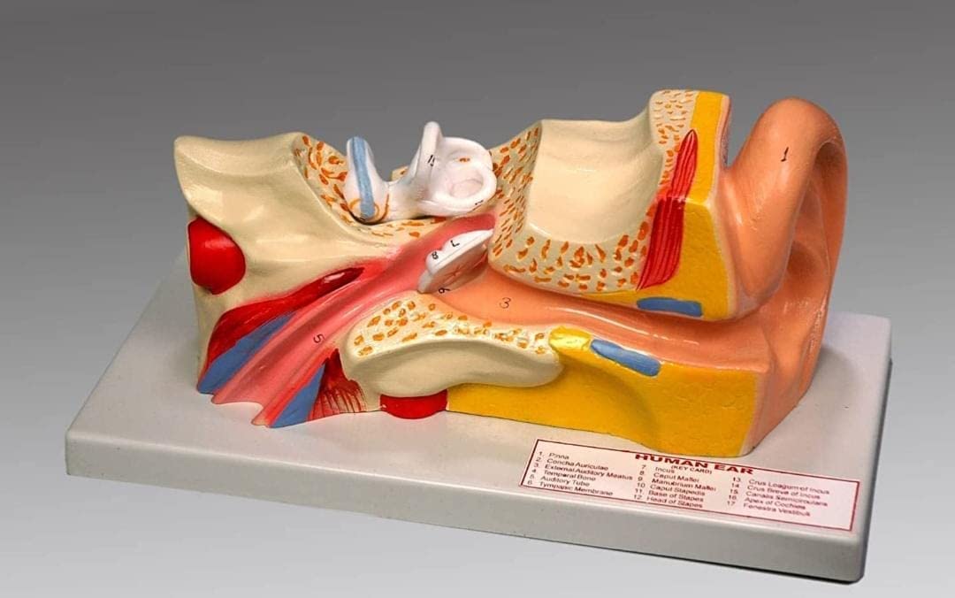 Buy Navkar Systems Human Ear Anatomical Model on Base, Educational ...