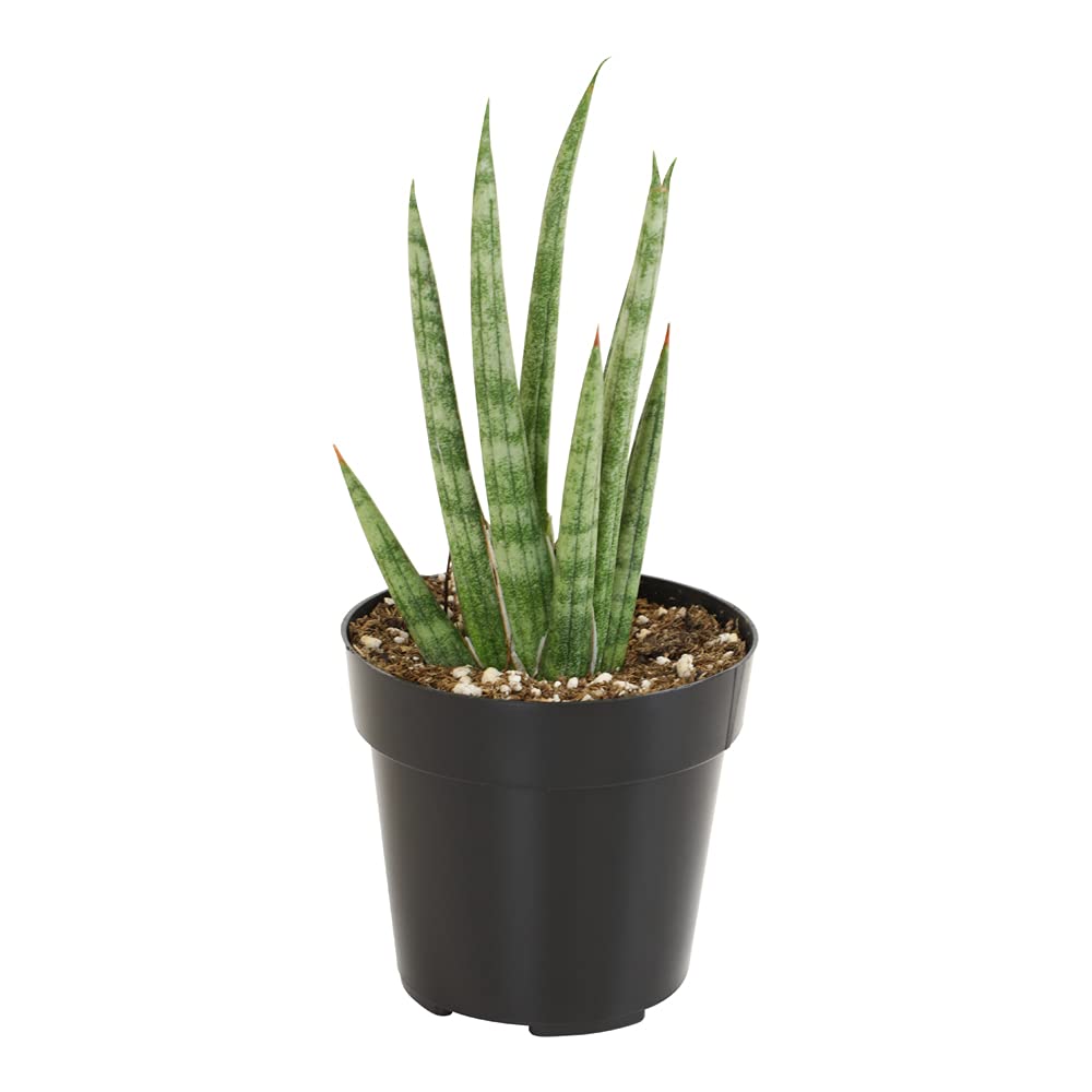 Sansevieria Spiky, Snake Plant Succulents, Live Indoor Plants for ...