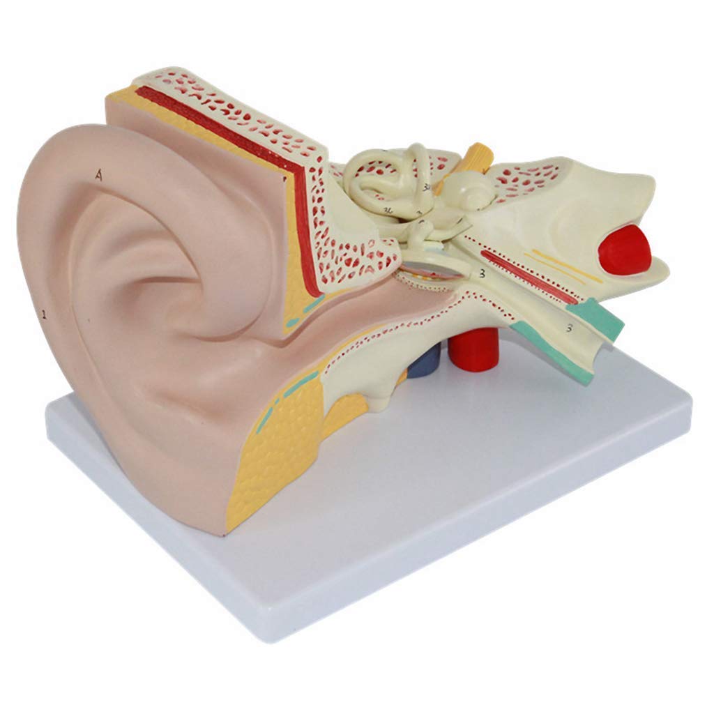 Buy Educational model Anatomical human giant ear model - anatomical ...