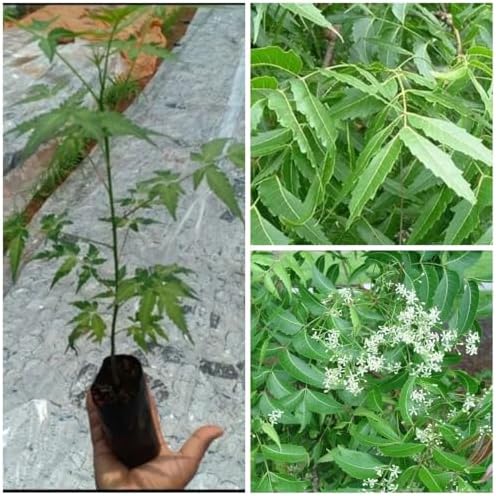 Cloud Farm Neem Ayurvedic Medicinal Live Plant | Azadirachta Indica ...