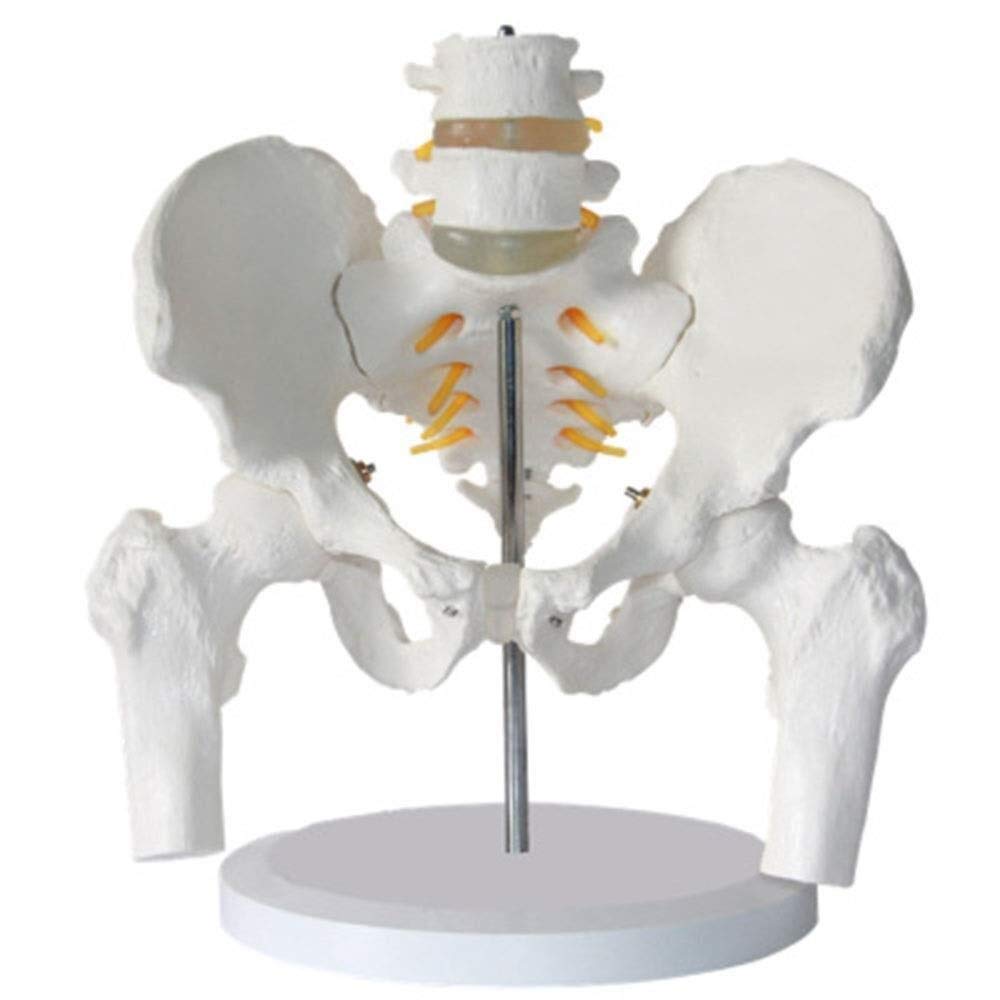 Mannequin Human Skeleton Model Two Lumbar Vertebrae With Pelvis Half ...