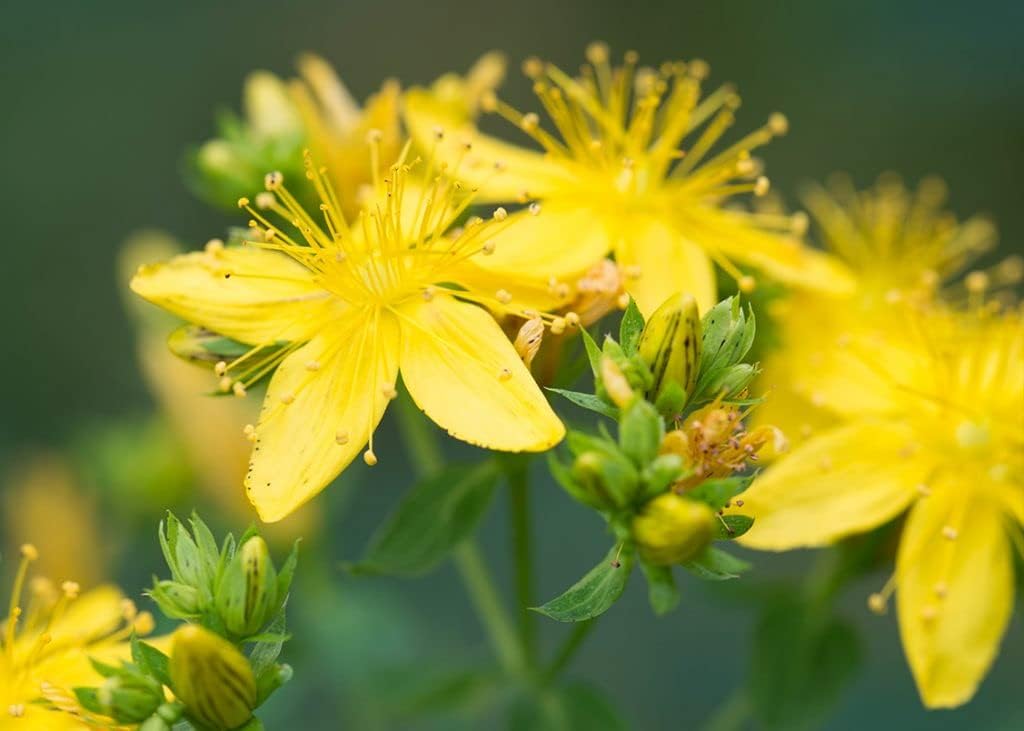 Iperico "Hypericum hidcote" pianta in vaso ø9 cm : Amazon.it: Giardino ...