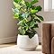 Amazon.com : LE TAUCI Ceramic Planters, 12 Inch for Plants, Indoor With ...