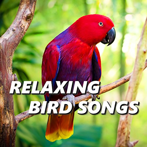 Play Relaxing Bird Songs by Bird Songs on Amazon Music