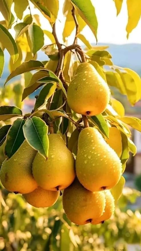 GreenWorld Special Sweet & Rare Japanese Pear Fruit Plant/Nashpati ...