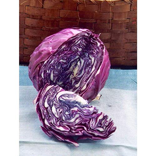 Creative Farmer Vegetable Seeds Elekosu Seeds - Cabbage Seeds Heirloom ...