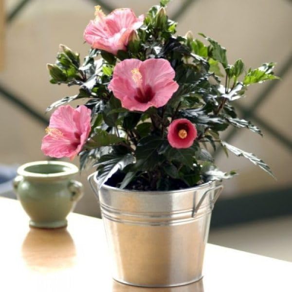 Cloud Farm Rare Chemparathi Plant Exotic Hibiscus 'PINK Color ' 1 ...