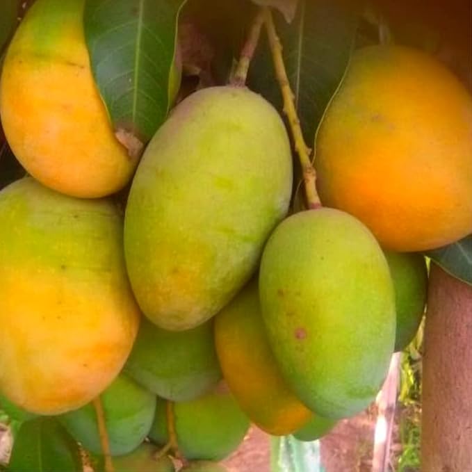 Amazon.com : Manila Mango Tree Live Plant for Planting, No AZ, 1 Gallon ...