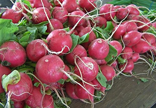 Creative Farmer Vegetable Seeds Mullangi Seeds - Radish Full Red Seeds ...