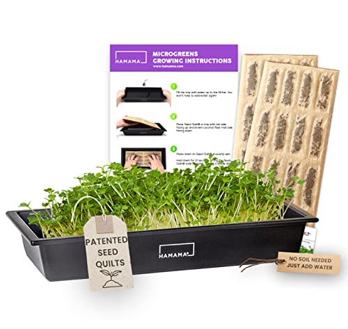 Best Microgreen Growing Kit: 5 Great Kits Available