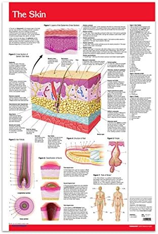 Skin - Human Skin Guide - 24" x 36" Laminated Poster - Medical Quick ...