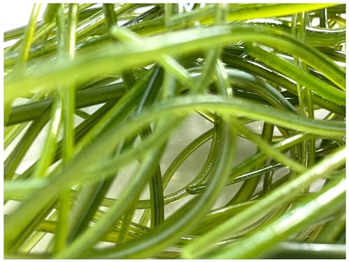 200g mixed green vitrigraph stringers, Bullseye Glass, for glass fusing ...