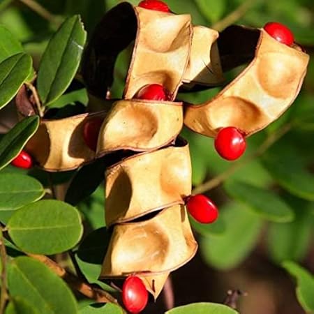 Growleaf Nursary Live Red Chandan Plant/Red Sandalwood Tree/Healthy Red ...