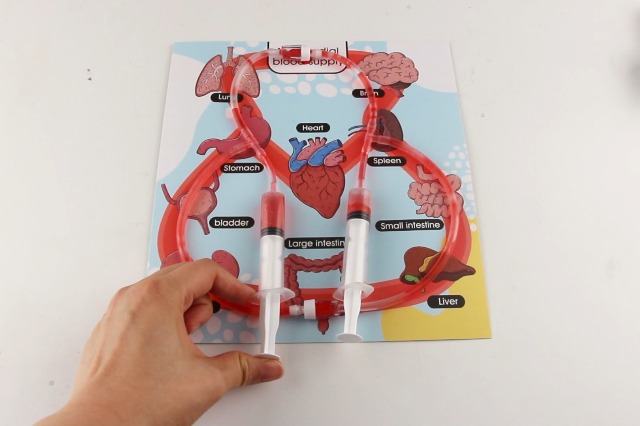 Broken Bones X-ray Activity Set Kids Human Body Science Kit - Anatomy ...