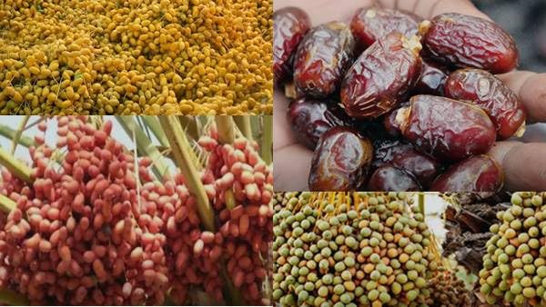 DDN plants` Live Rare Tissue Culture Date Plant Arabian variety Dwarf ...