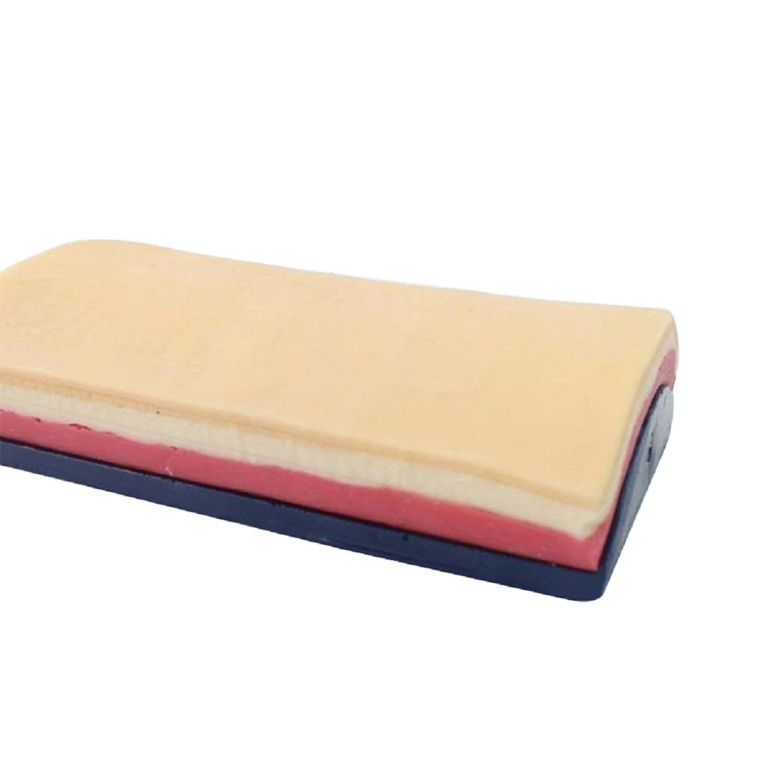 Buy Human Skin Model Pad Contains 3 Layers and Consists of Skin ...