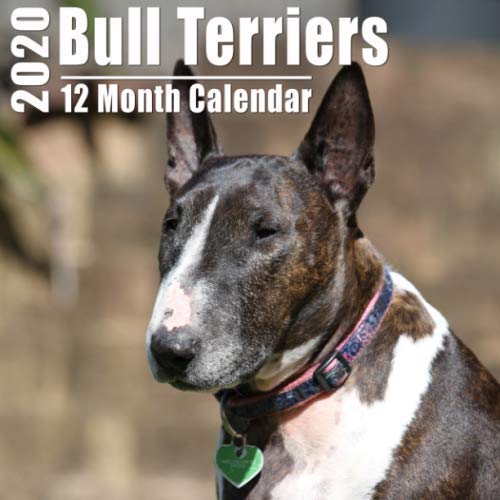 Bull Terriers Small Calendar 2020: Cute Bull Terrier Photos Mini ...