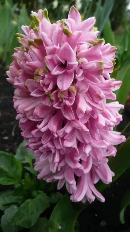 Ritz Farming Rajnigandha Flower bulb | Pink Rajnigandha for Home pots ...