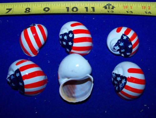 Hermit Crab Painted Shells