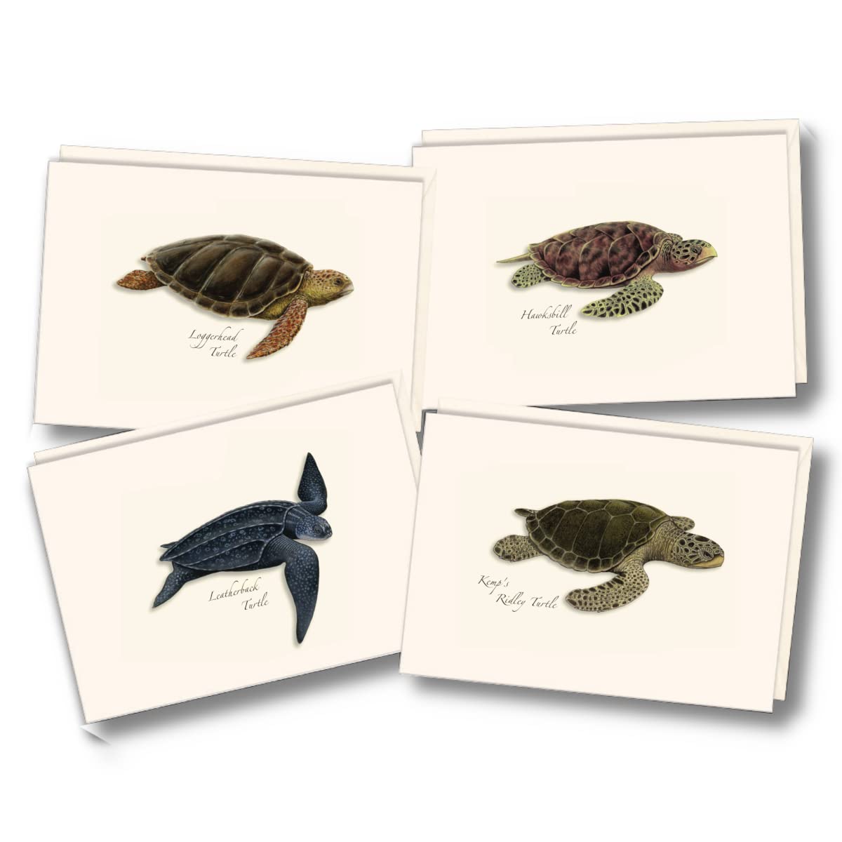 Amazon.com : Earth Sky + Water - Sea Turtle Assortment Notecard Set - 8 ...