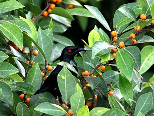 Royal Paradise Garden Rare Dye Fig/Humped Fig (Ficus tinctoria)" Ithi ...