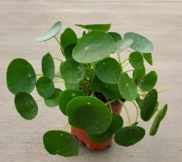 Green view Coin plant,Chinese Money Plant,Pancake plant,Lefse plant ...