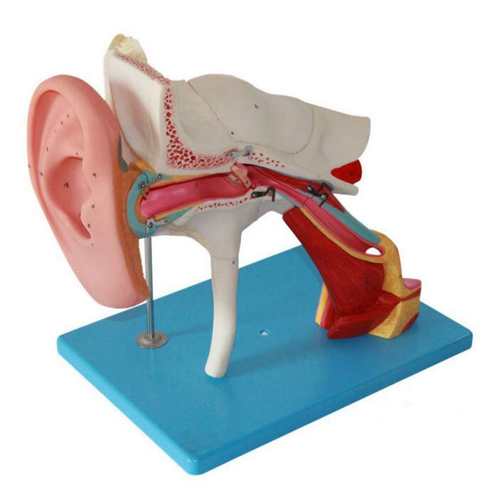 Jl Human Ear Anatomy Model With Removable 4x Life Size | Desertcart Fiji