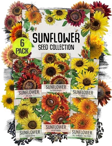 Amazon.com : 1000+ Sunflower Seeds for Planting Heirloom Non-GMO, Bulk ...
