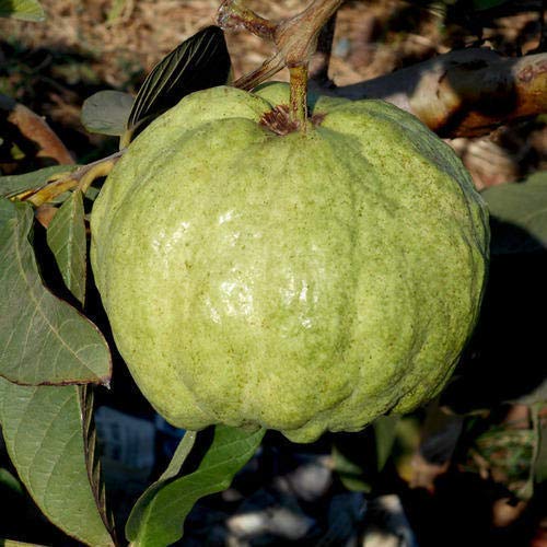 MaliaGarden Thailand Guava Fruit Seeds - (Psidium Guajava) - Sweet ...