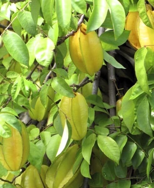 Punarva Star Fruit Carambola Grafted Plant : Amazon.in: Garden & Outdoors