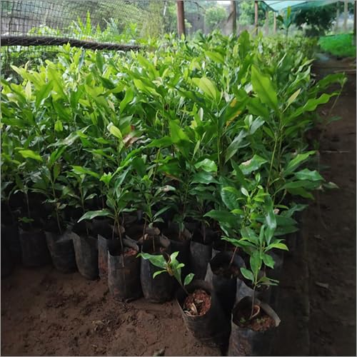 SANJU Orijinal varaity Hybrid Clove Live Plant, Lobongo Plant "Special ...