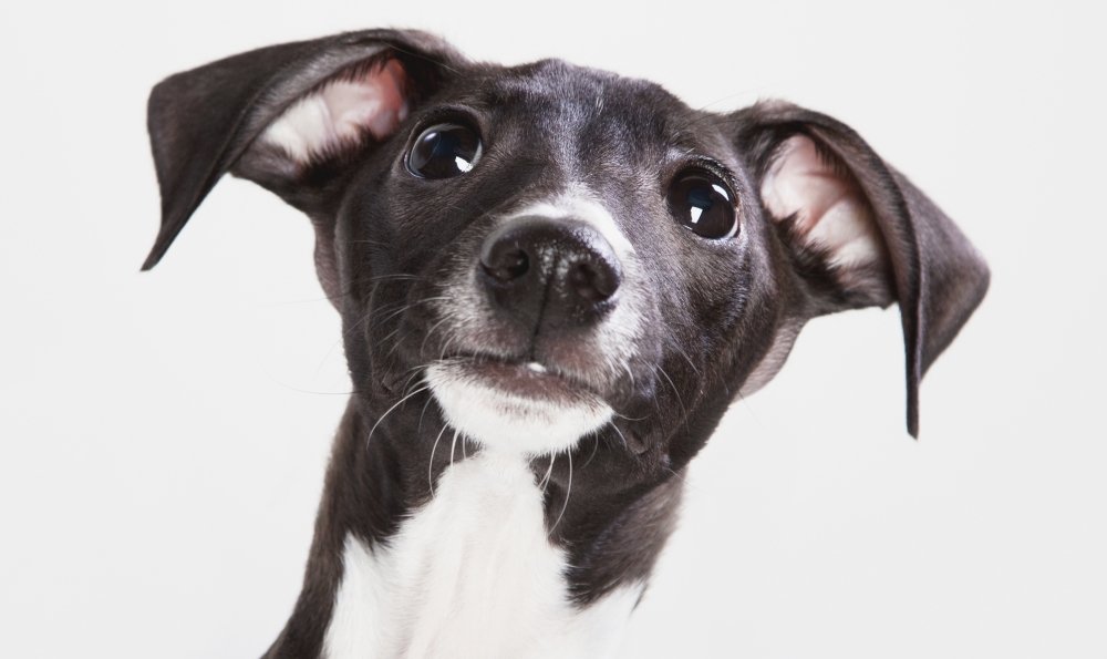Italian Greyhound Mix