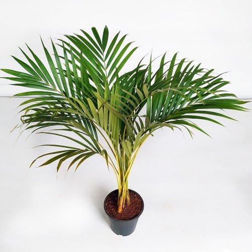 Oxygen tree for home,areca palm plant (Pack of 2) : Amazon.in: Garden ...