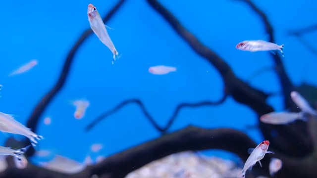 Watch TrueLumen PRO Aquarium LED Strip Lights on Amazon Live