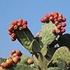 Amazon.com : NOPAL RED FRUIT nopalina nopalea exotic edible cactus ...