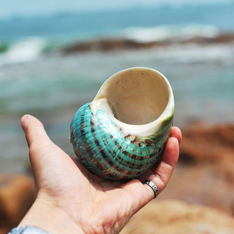 Conch Shell Designs