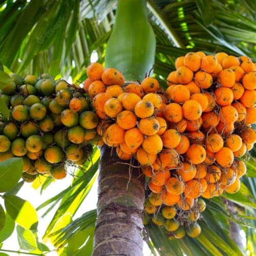 Live 2 Hybrid Live Betel Nut Areca nut Supari Plant Supari ka Plant ...