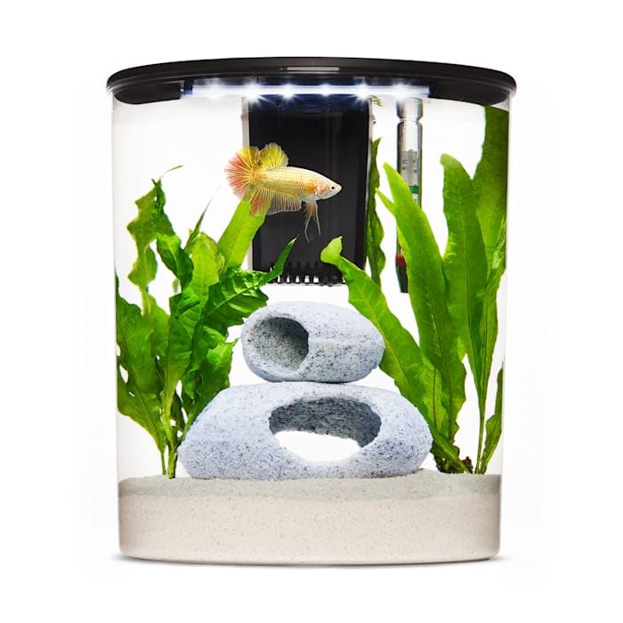Top 5 Best Imagitarium Betta Tank To Look For - Animals Log