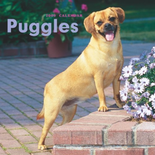 Puggles 2009 Square Wall Calendar: BrownTrout Publishers Inc ...