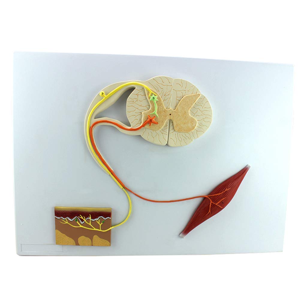 Educational Model Neural Reflex Arc Model Human Anatomy Science Model ...